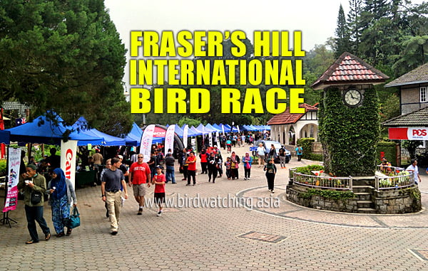 Fraser's Hill International Bird Race 2019 - Bird Watching Asia