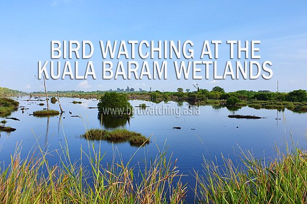 Bird Watching at Kuala Baram Wetlands - Bird Watching Asia