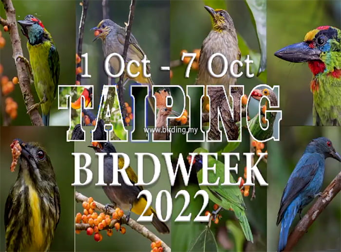Taiping Bird Week 2022 - Bird Watching Asia