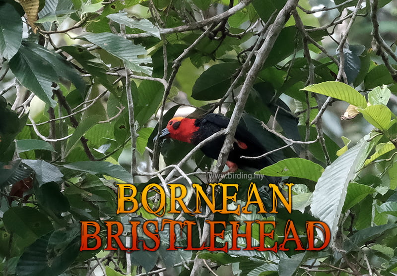 Bornean Bristlehead Endemic Bird in Sabah - Bird Watching Asia
