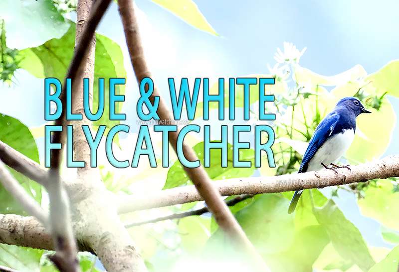 Blue and White Flycatcher in Malaysia - Bird Watching Asia
